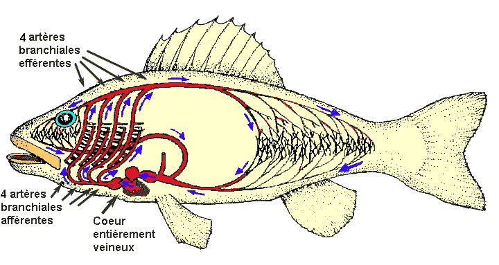 la respiration des poissons